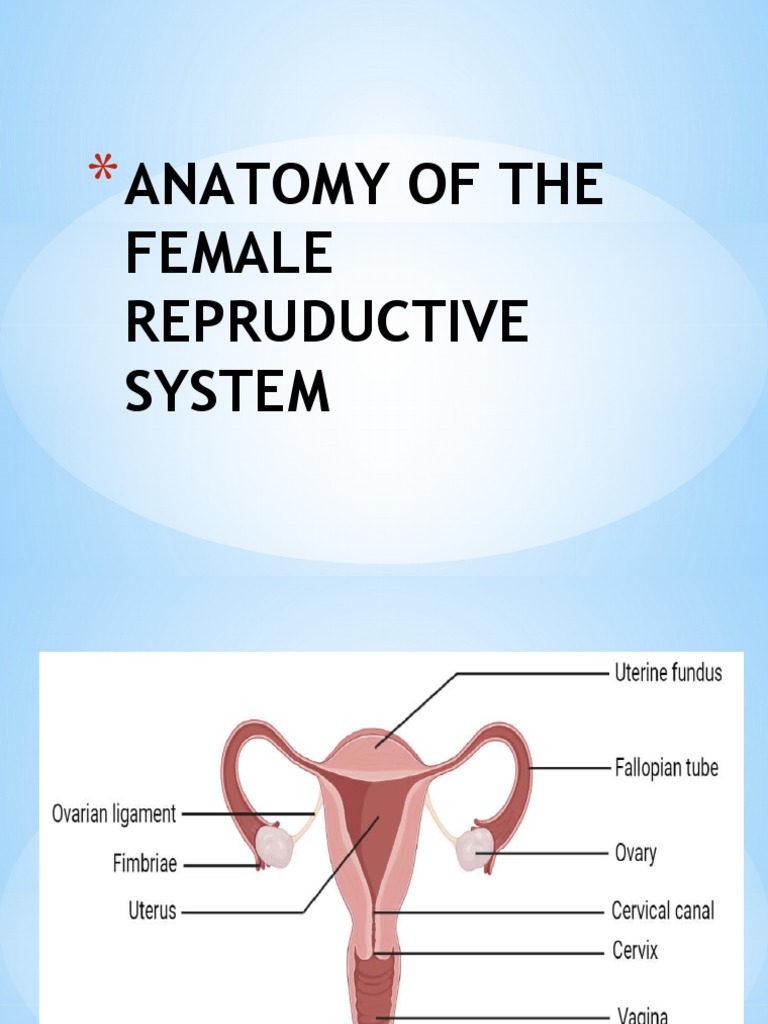 ANATOMY-OF-THE-FEMALE-REPRUDUCTIVE-SYSTEM | PDF