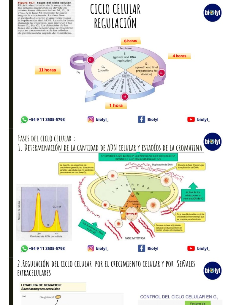 24 Ciclo Celular Y Regulación Del Ciclo Pdf Ciclo Celular Mitosis 2982