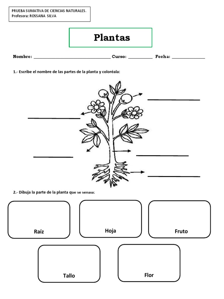 PRUEBA Plantas 1° Basico | PDF