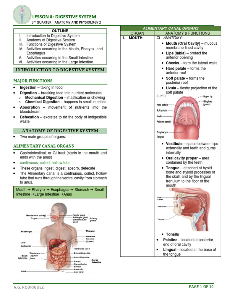 Lesson 4 Digestive System | PDF | Digestion | Stomach