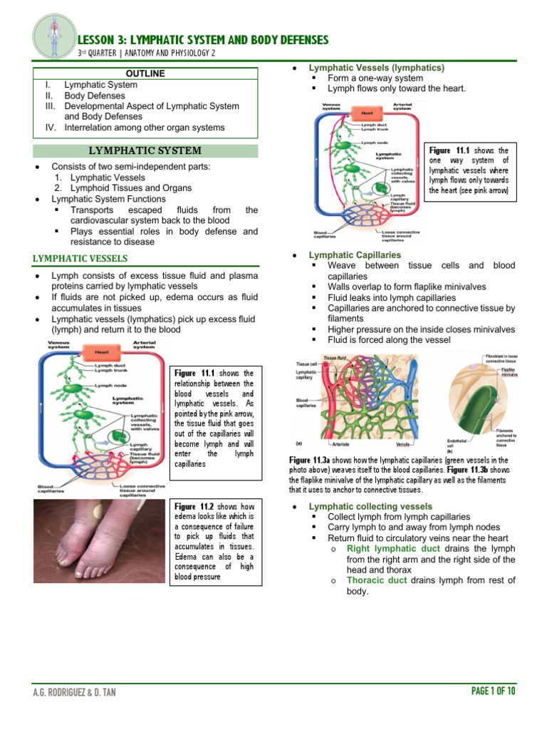 Lymphatic System and Body Defenses Overview | PDF | Lymphatic System ...