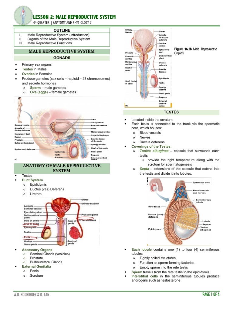 Lesson 2 Male Reproductive System Pdf Testicle Reproductive System