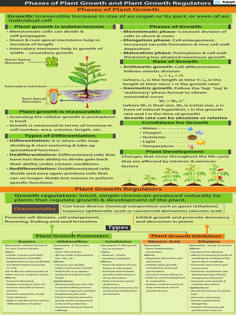 Plant Growth and Plant Growth Regulators | PDF | Plant Hormone | Auxin