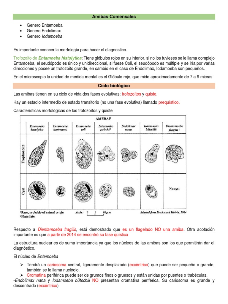 Morfología y Diagnóstico de Amibas Comensales | PDF | Especialidades Medicas | Medicina CLINICA