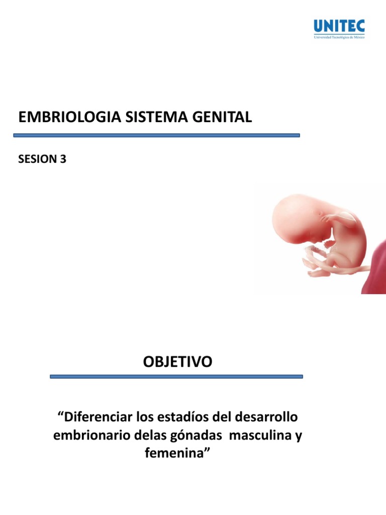 Embriología Sistema Genital | PDF