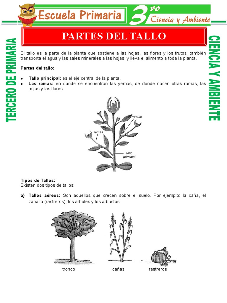 Partes-del-Tallo-para-Tercero-de-Primaria | PDF | Tallo de la planta ...