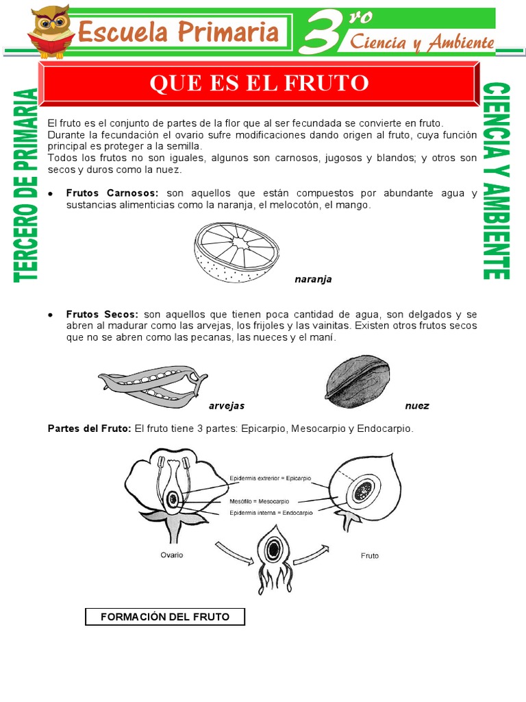 El Fruto: Tipos y Partes para Niños | PDF | Fruta | Nuez
