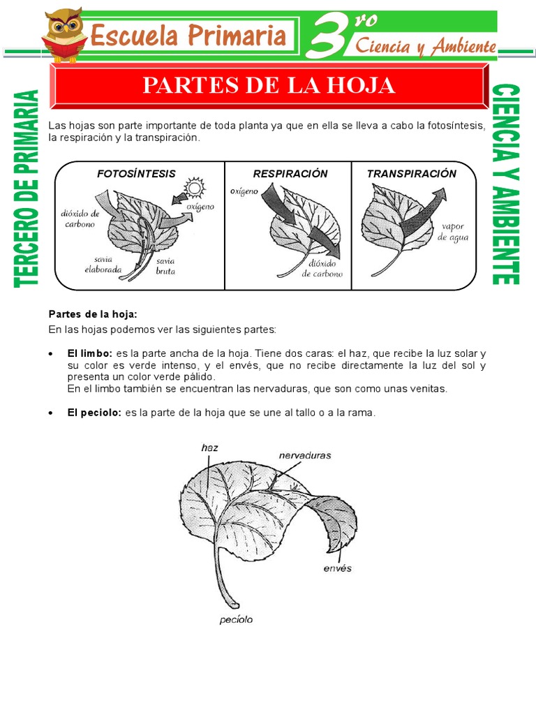 Partes de La Hoja para Tercero de Primaria | PDF | Hoja | Fotosíntesis