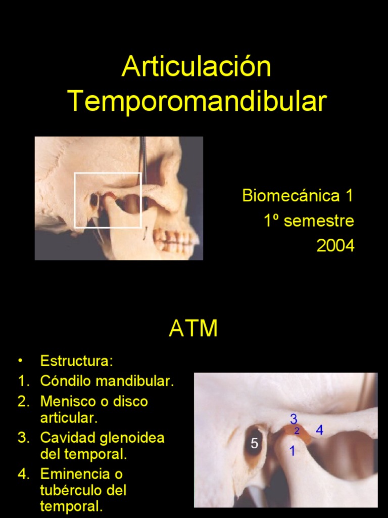Articulación Temporomandibular | PDF | Anatomía | Sistema esquelético