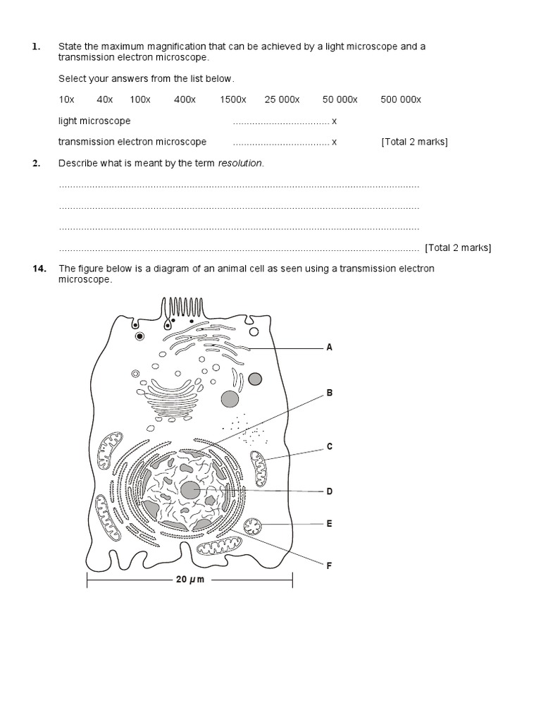 Cell Structures and Microscope Magnification | PDF | Cell (Biology ...