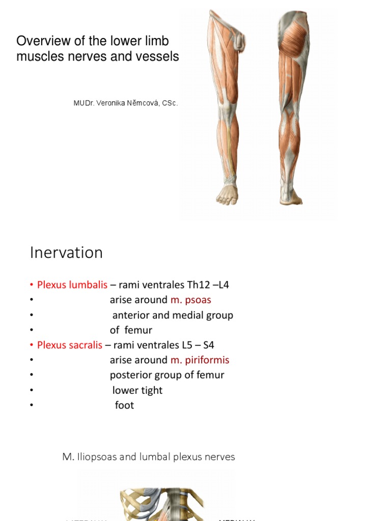 Lower Limb Anatomy: Muscles & Nerves | PDF | Human Leg | Foot