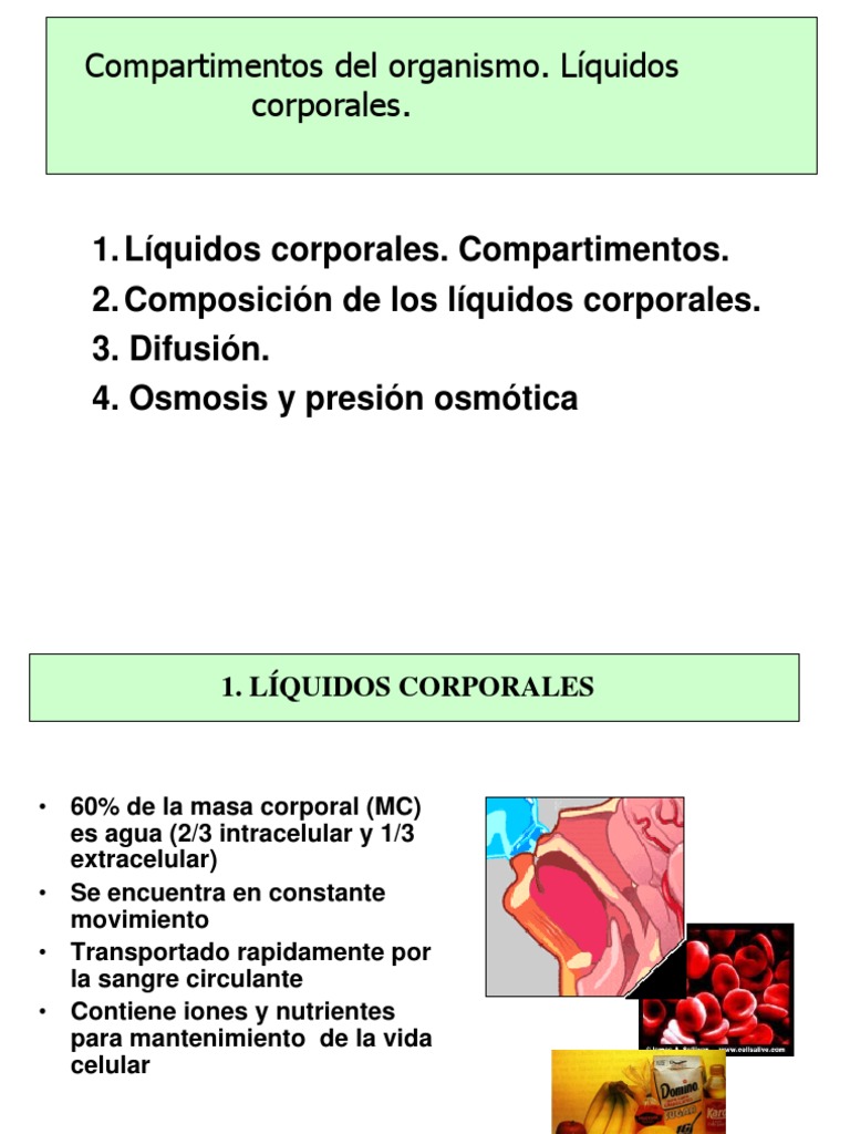 Sesión 4 Liquidos Corporales | PDF | Ósmosis | Sangre