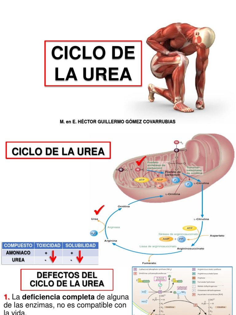 Ciclo de La Urea | PDF