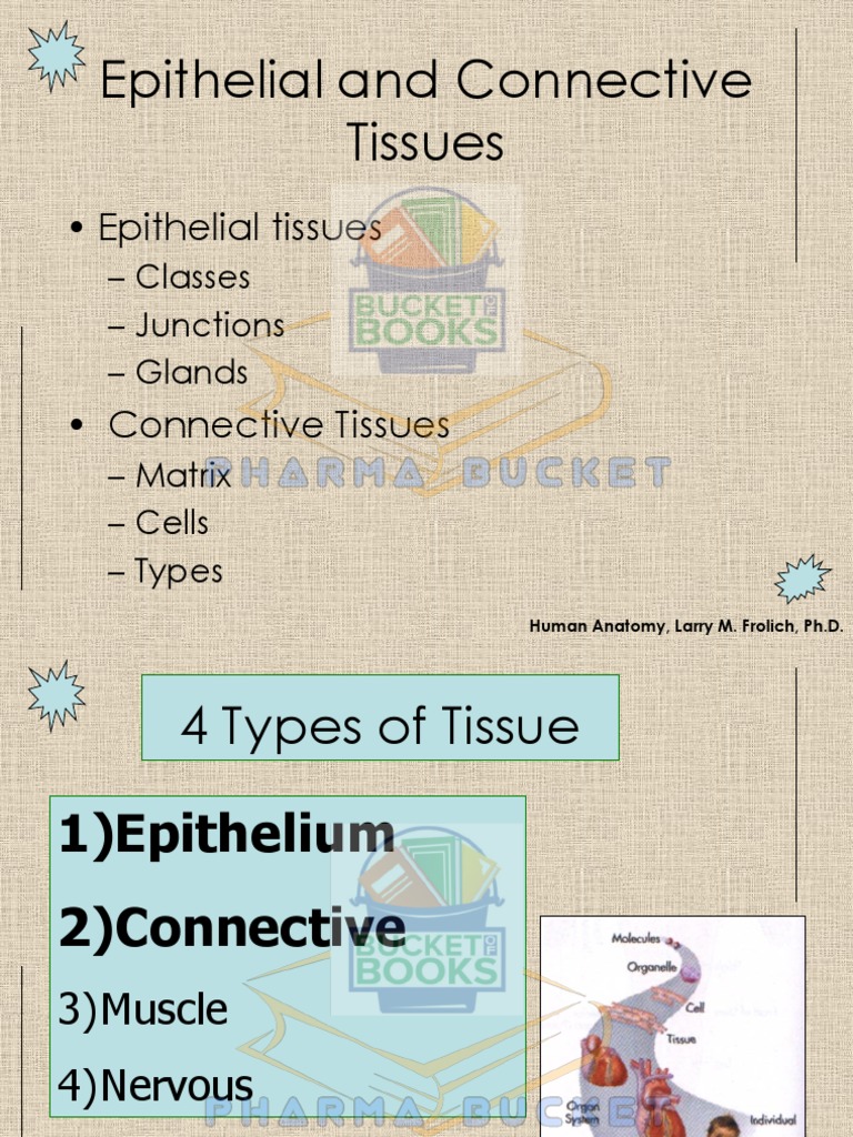 Tissues 85964587 | PDF | Epithelium | Connective Tissue