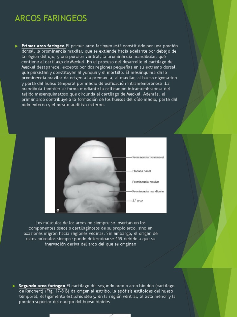 Arcos Faringeos | Descargar gratis PDF | Laringe | Anatomía humana