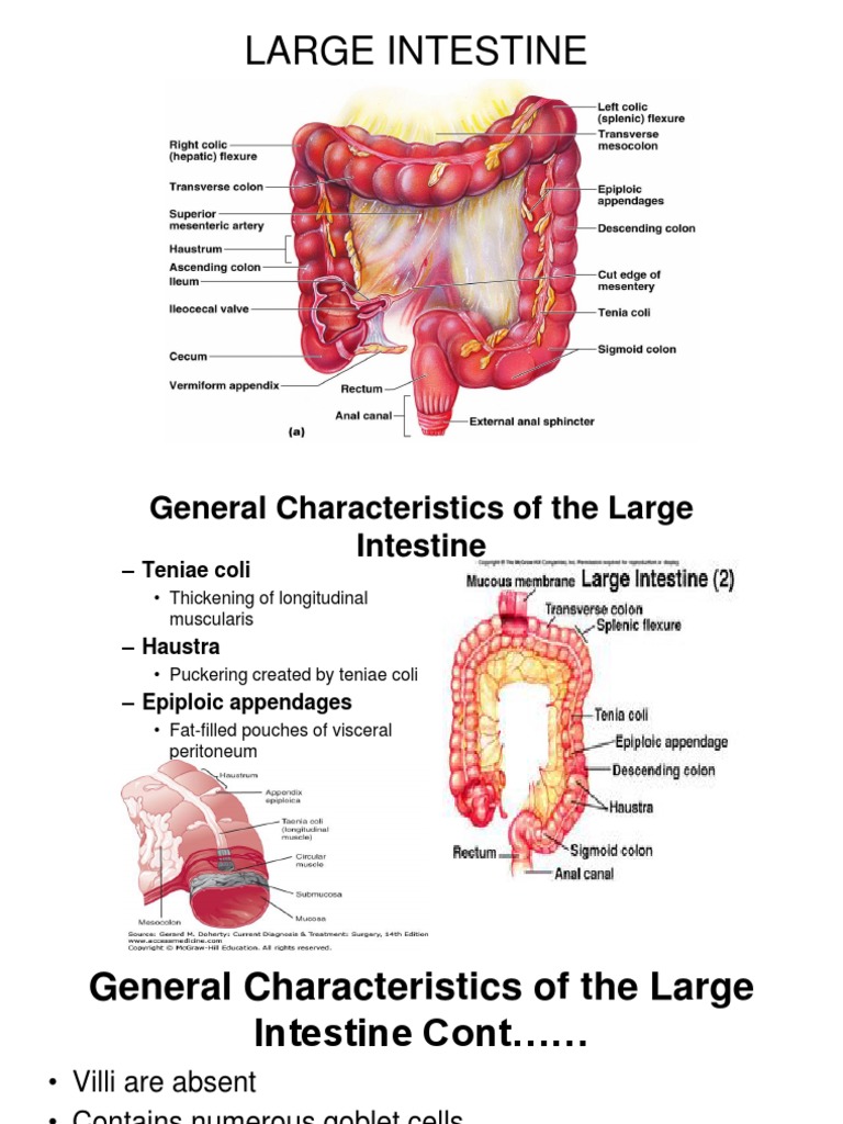 Large Intestine | PDF | Large Intestine | Rectum