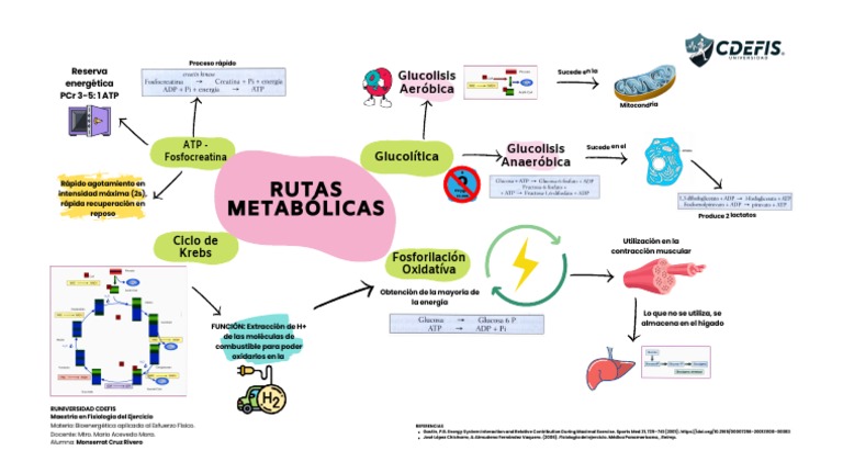 Mapa Mental. Rutas Metabólicas. Monserrat Cruz Rivero. | PDF | Glucólisis | Procesos celulares