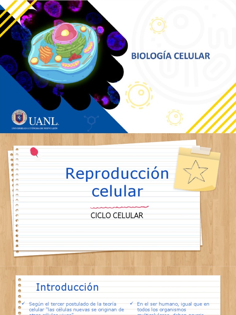 FASE 3. Ciclo Celular (2) | PDF | Ciclo celular | Mitosis