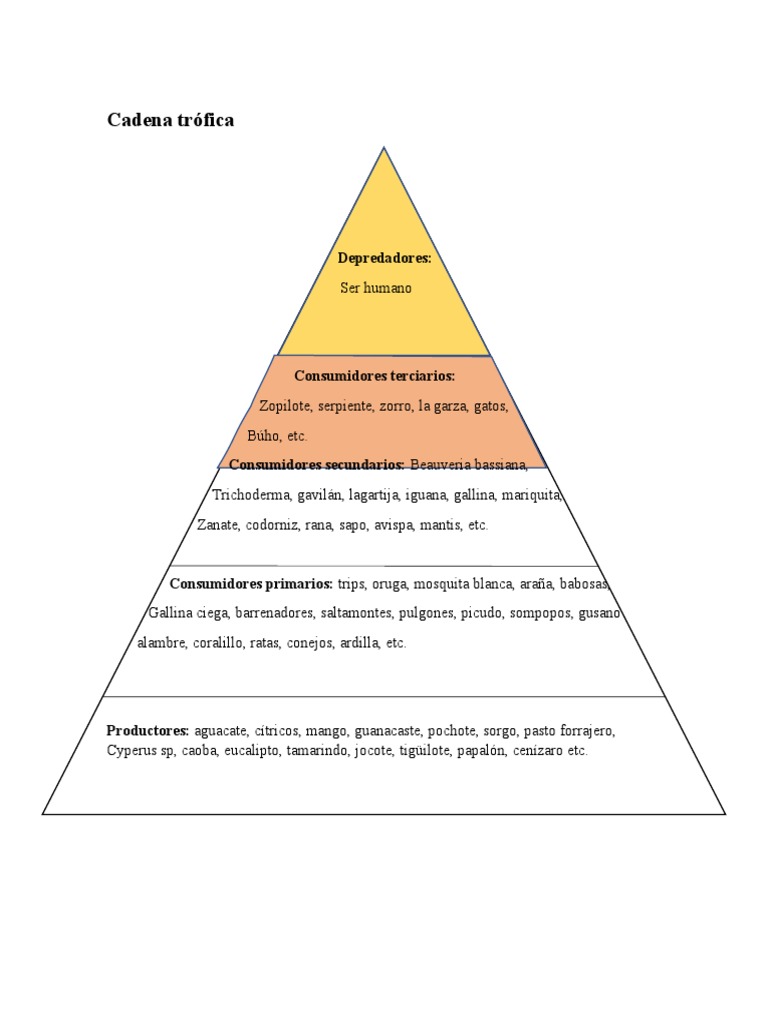 Estructura de la cadena trófica | PDF