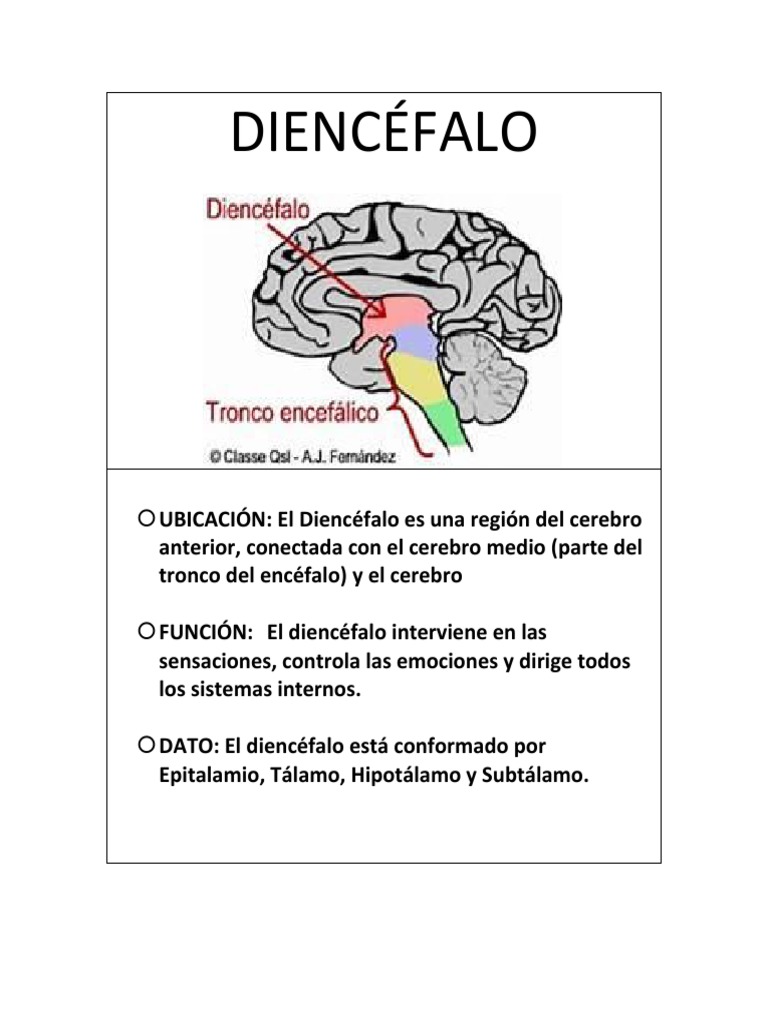 Fichas Diencéfalo | PDF | Cerebelo | Neurona