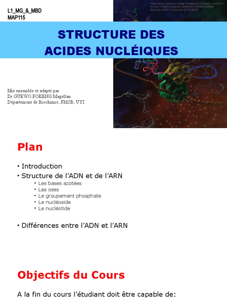 Structure Des Acides Nucléiques - Ok | PDF | Répertoire national des ...