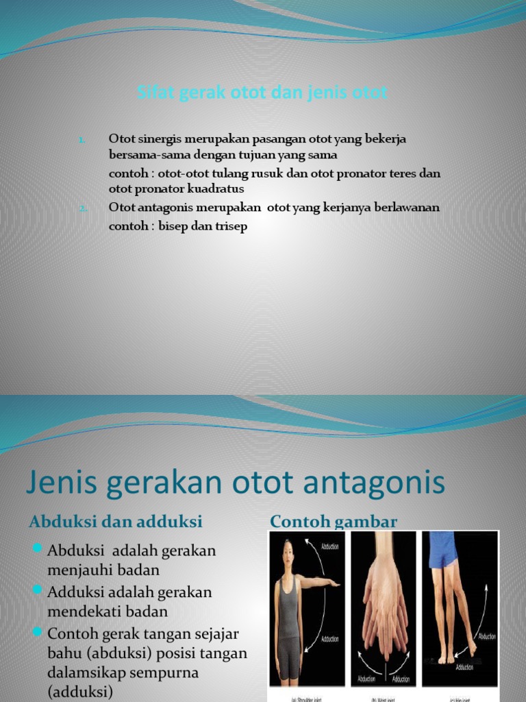 Sifat Gerak Otot Dan Jenis Otot | PDF