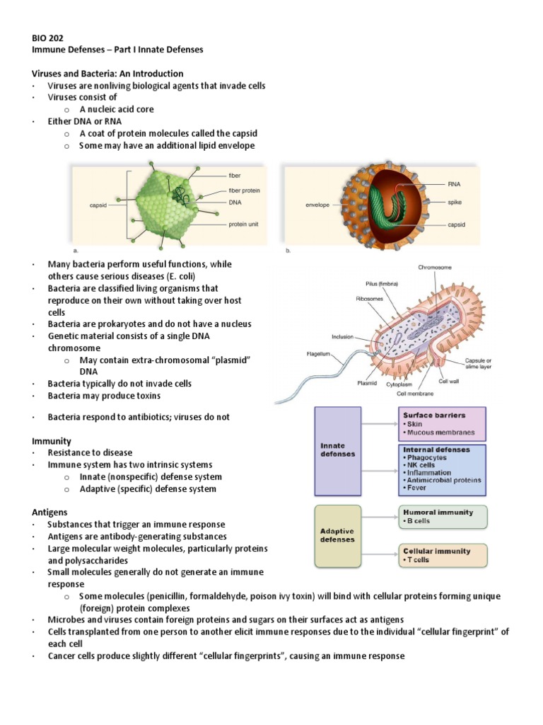 Handouts Immune Defenses F11 | PDF | Immune System | Adaptive Immune System