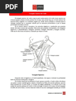 Arco de Riolano | PDF | Tinción | Anatomía