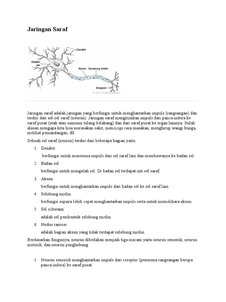 Jaringan Saraf | PDF