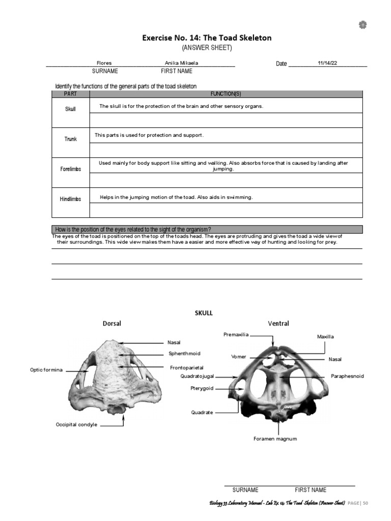 014B - Toad Skeleton - Answer Sheet | PDF | Human Anatomy | Anatomy