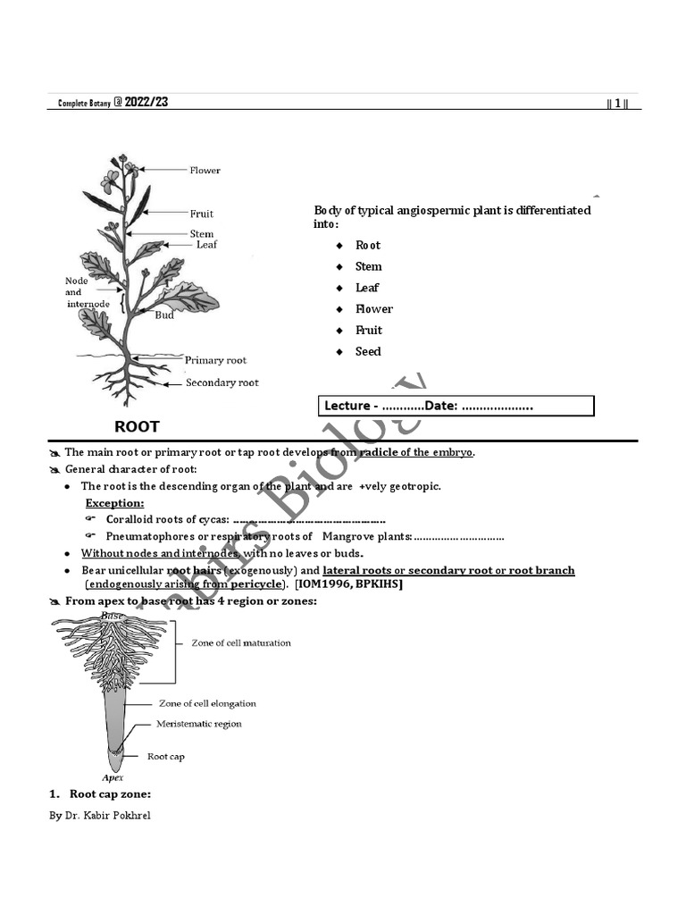 Complete Botany 111 | PDF | Leaf | Petal