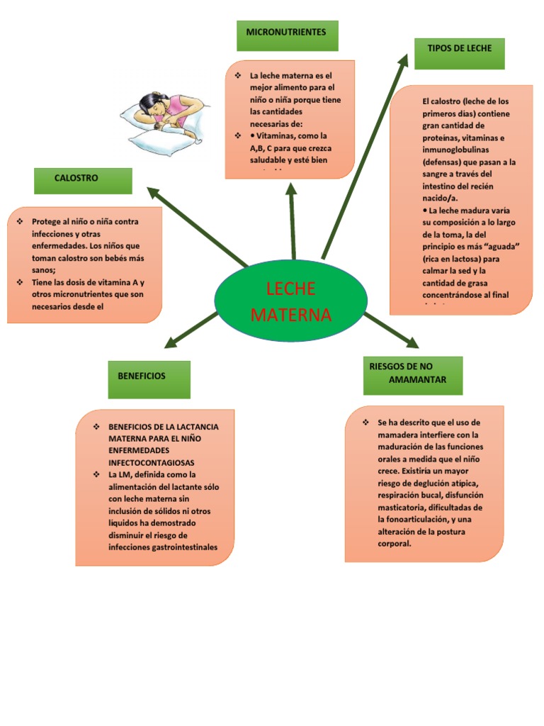 Mapa Mental Lactancia Materna | PDF | Leche | La leche materna
