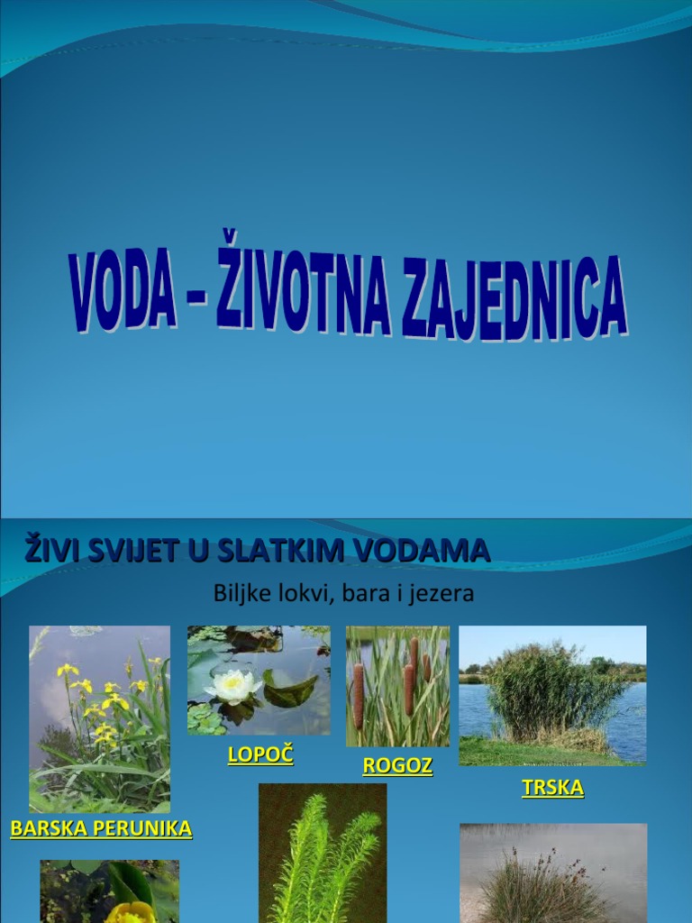 38.voda - Zivotna Zajednica | PDF