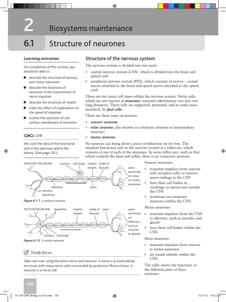Structure of Neurons | PDF | Neuron | Myelin
