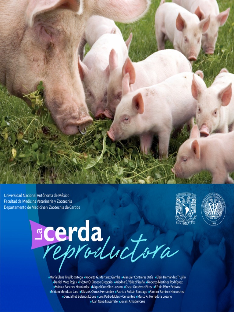 Cerda Reproductora | PDF | Cerdo | Carne