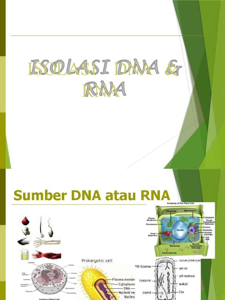 Isolasi Dna Rna 2022 | PDF