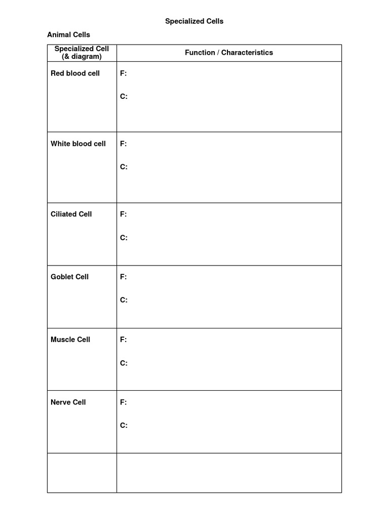 Specialized Cells Worksheet | PDF | Cell (Biology) | Plants