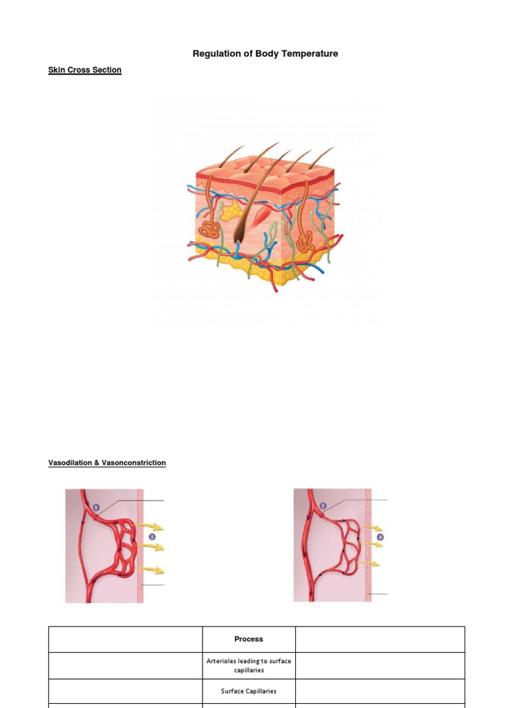 Skin's Role in Temperature Regulation | PDF | Home & Garden