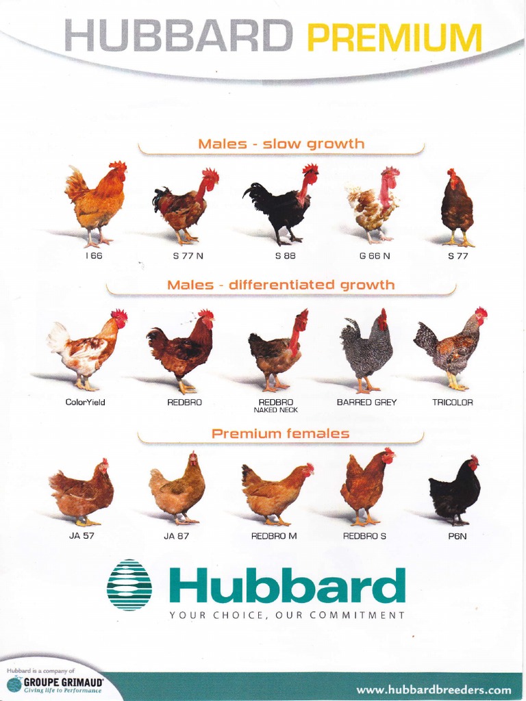Hubbard Kakasok www.5mp - Eu | PDF | Broiler | Birds