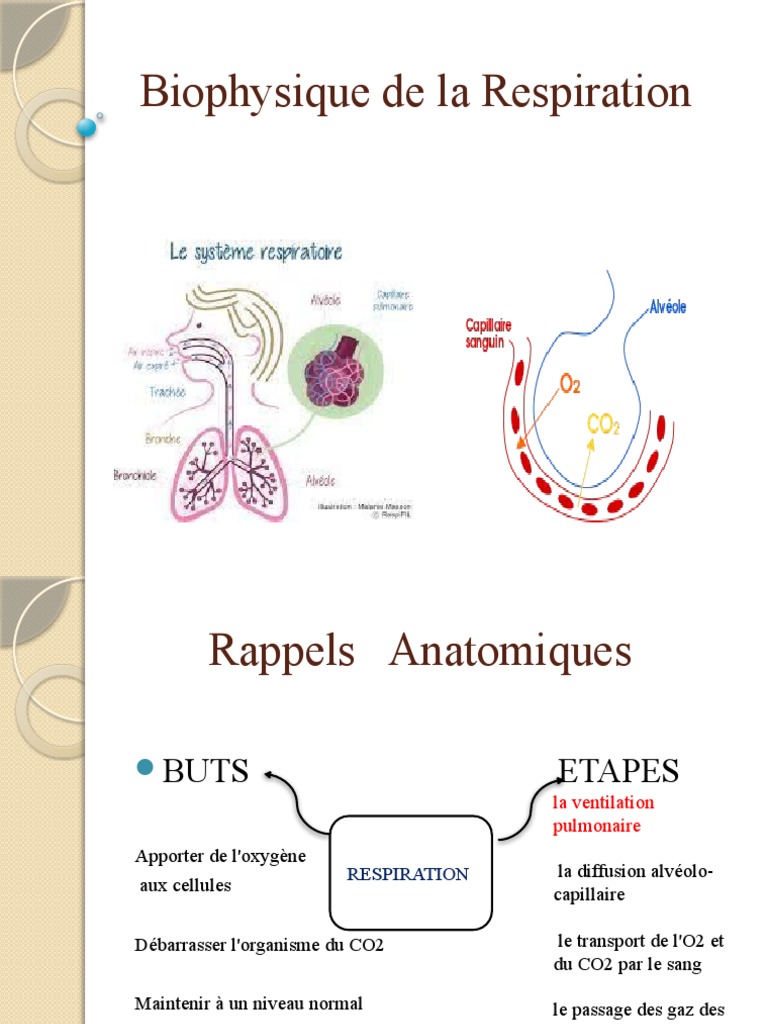 Biophysique de La Respiration | PDF | Poumon | Respiration