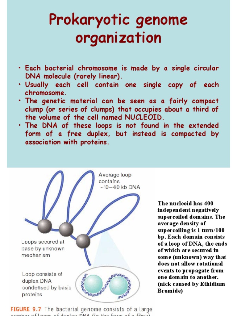 Prokaryote Genome Orignzation | PDF | Chromosome | Dna