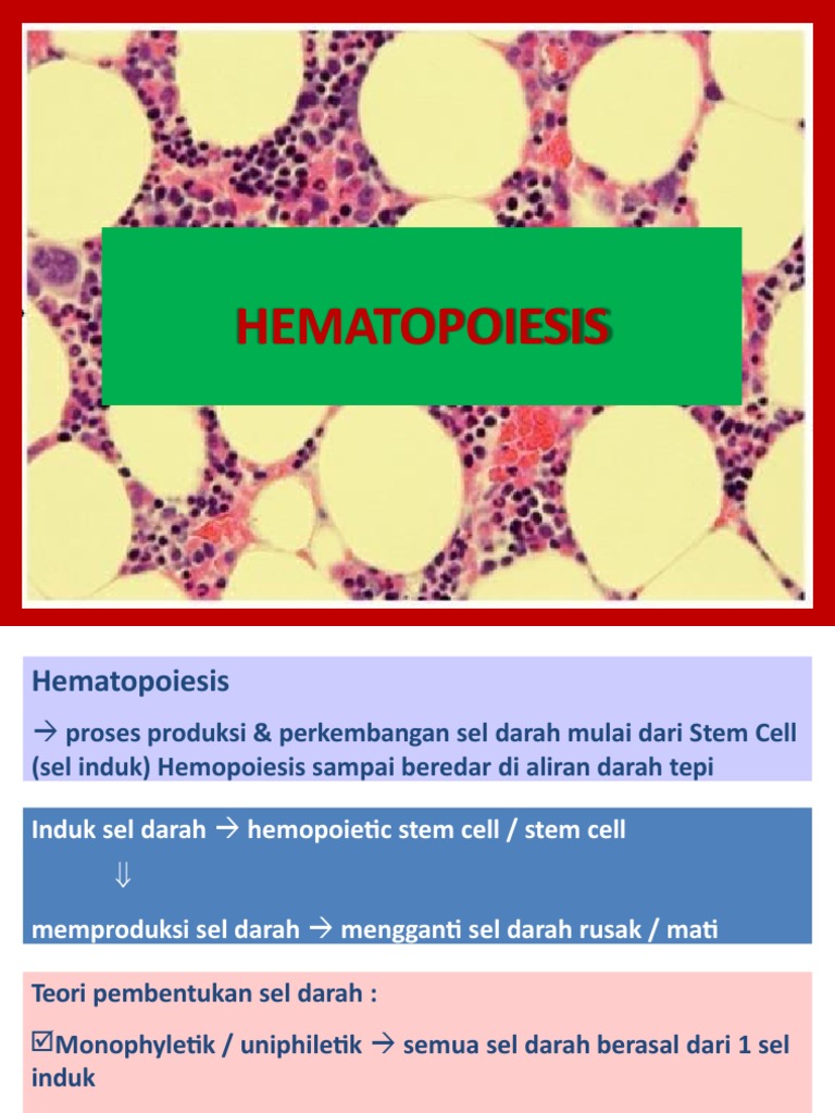 HEMATOPOIESIS | PDF