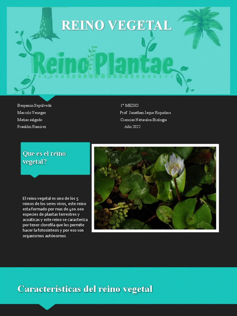 Reino Plantae | PDF
