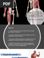 Nomes de 100 Músculos Do Corpo Humano | PDF | Sistema Locomotor ...