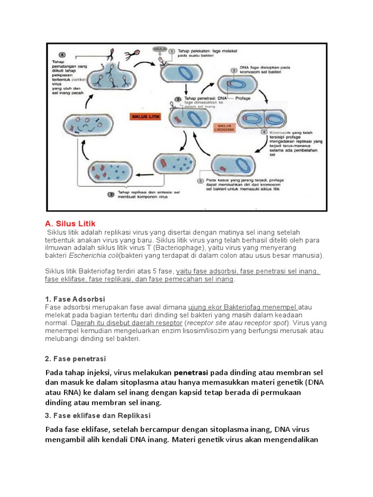 Daur Litik Virus | PDF | Kesehatan Holistik | Sains & Matematika