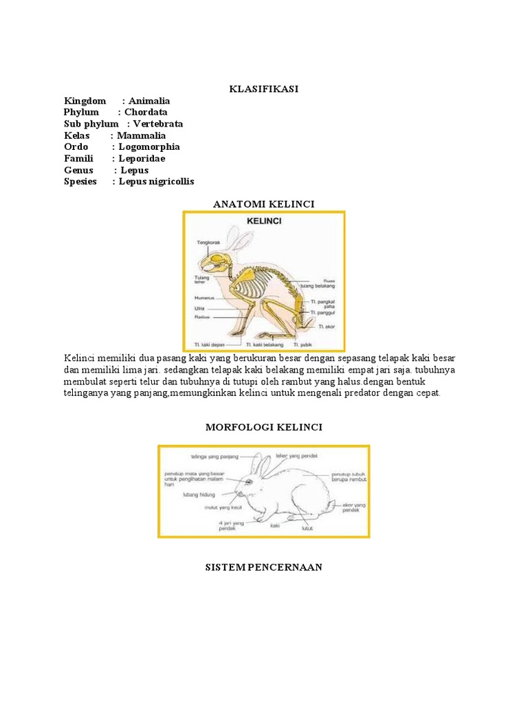 KLASIFIKASI Kelinci | PDF