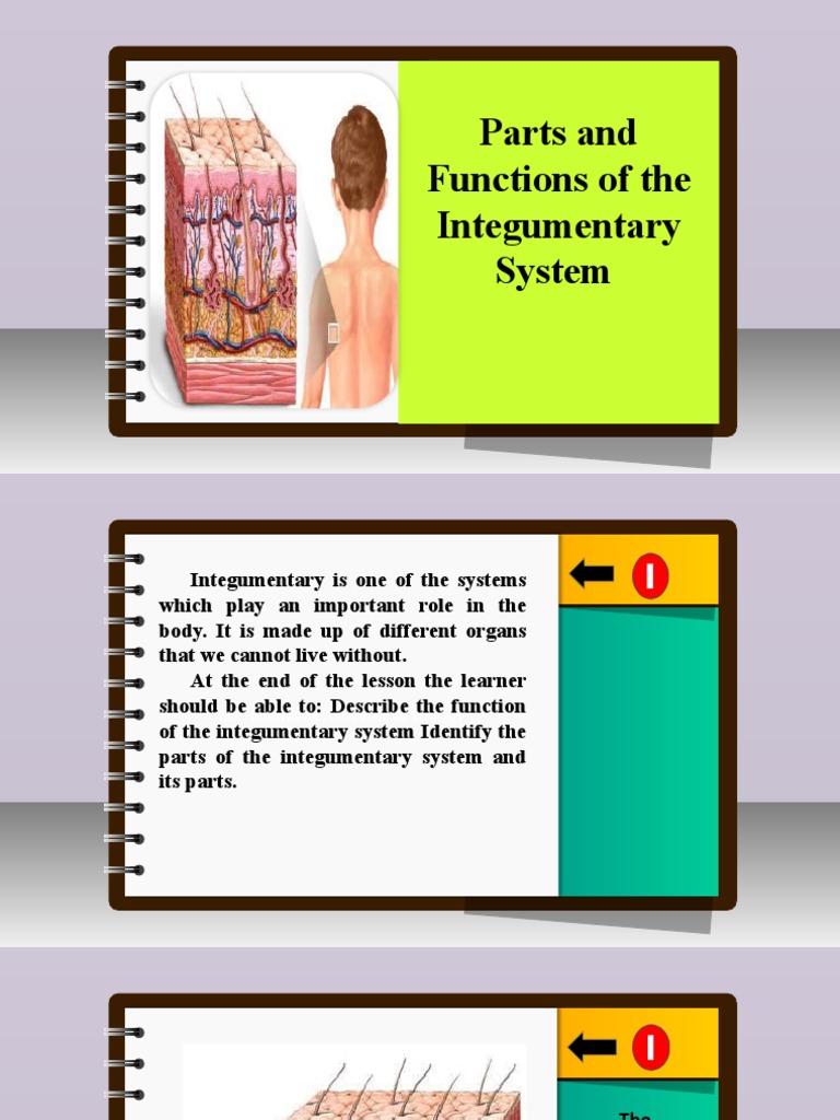 Science 6 - Q2 - L2 - Parts and Functions of The Integumentary System | PDF | Skin ...