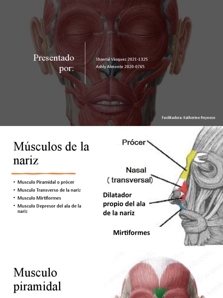 Músculos de La Boca | PDF | Anatomía | Tejido suave