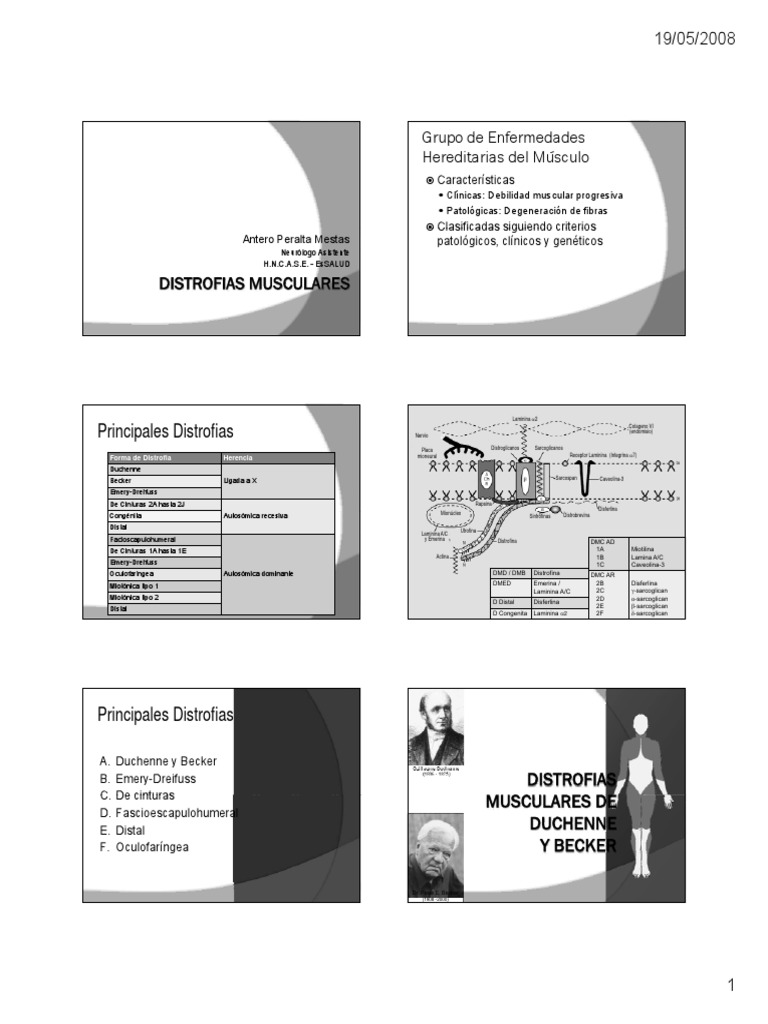 Distrofias Musculares: Duchenne y Becker | PDF | Medicina CLINICA ...