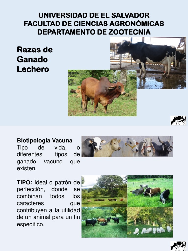 Clase #04 Razas de Ganado Lechero | PDF | Vacas | Leche